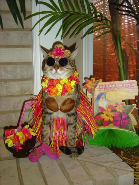 luau cat | TPG Online Daily