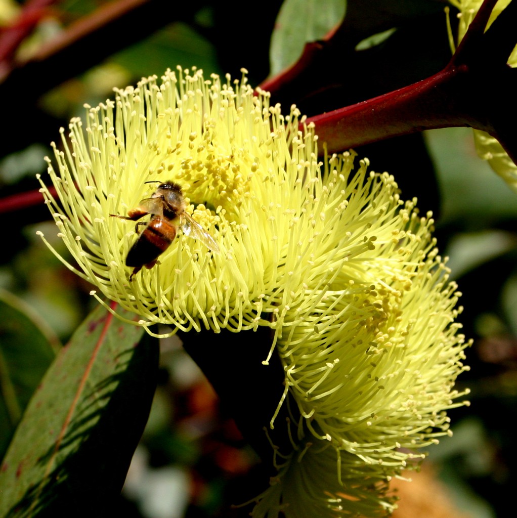 Aromas Country Garden Tour 2014 – TPG Online Daily
