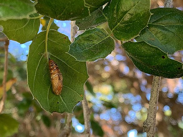 Oak Moths Making Their Move – TPG Online Daily