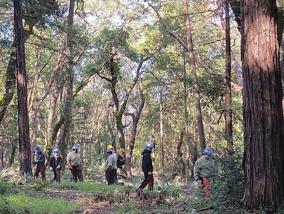 Prescribed Fire Preparation – TPG Online Daily