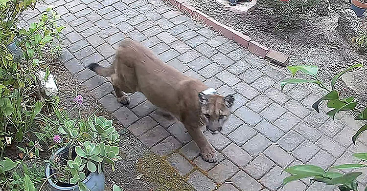Mountain Lion Sightings Across County | TPG Online Daily