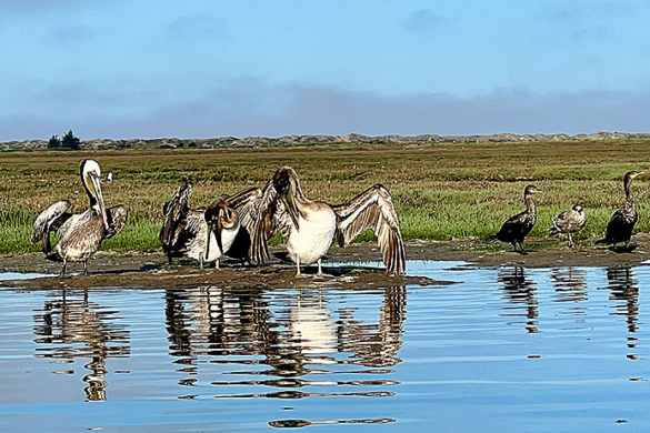 Vistra to Permanently Close Moss 100 Battery Facility at Moss Landing ...