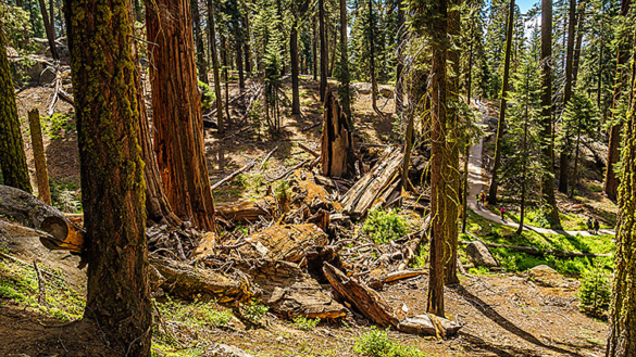 Summer Shuttle Operating Again at Big Basin – TPG Online Daily